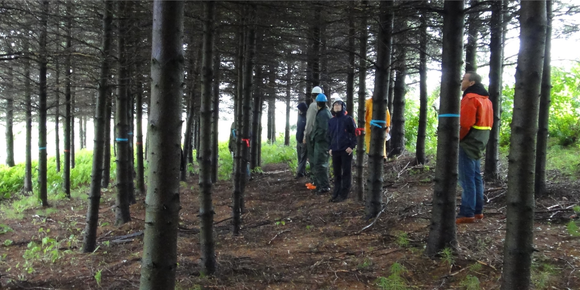 ATELIER TERRAIN POURQUOI ET COMMENT ÉCLAIRCIR ET JARDINER SA FORÊT ...